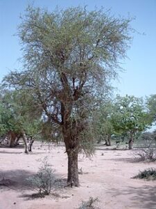 DATTIER DU DESERT – plantes medicinales